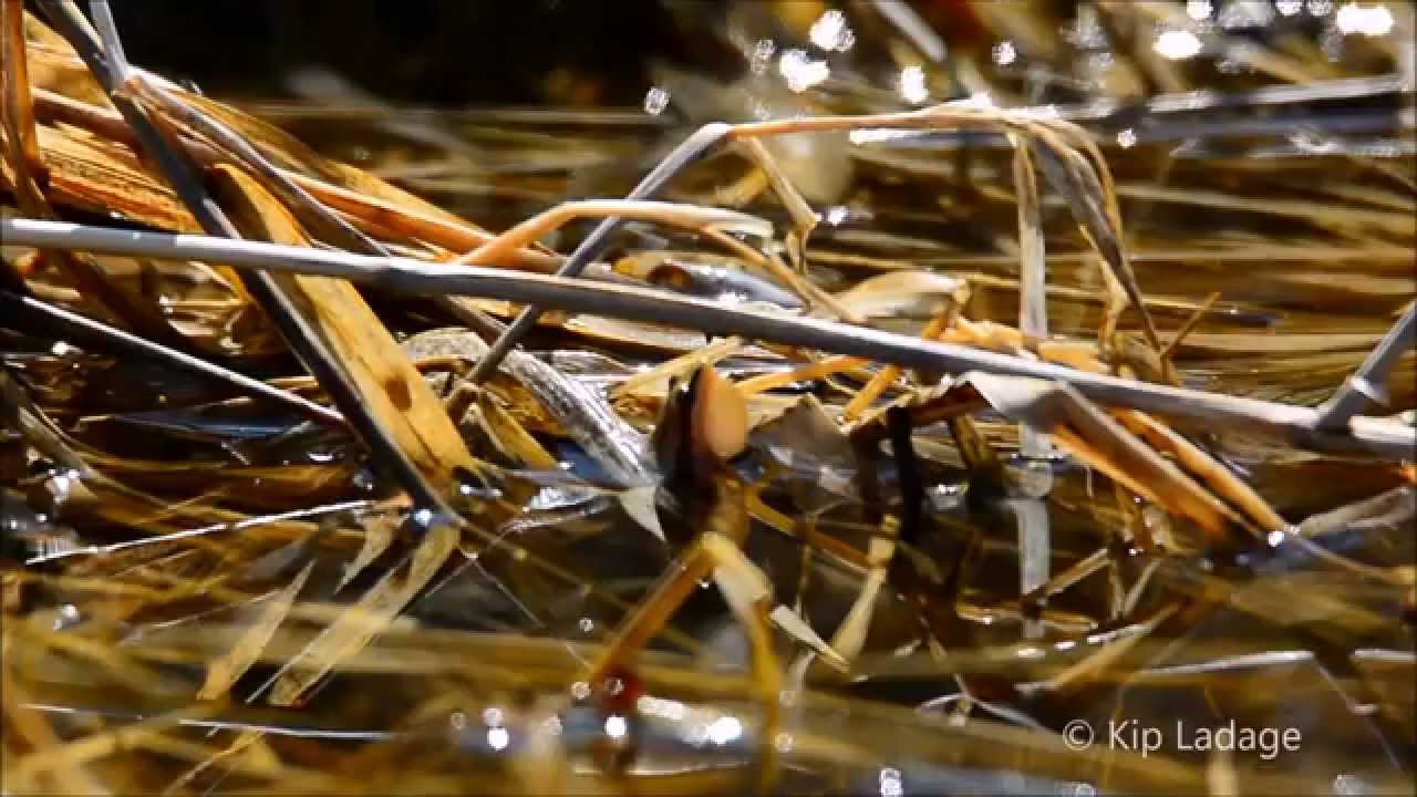 Western Chorus Frogs Calling
