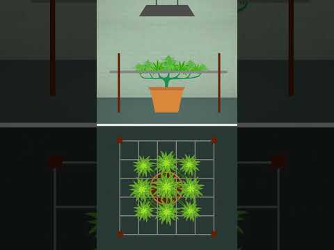 Mastering the Screen of Green: Cannabis Cultivation Tips!