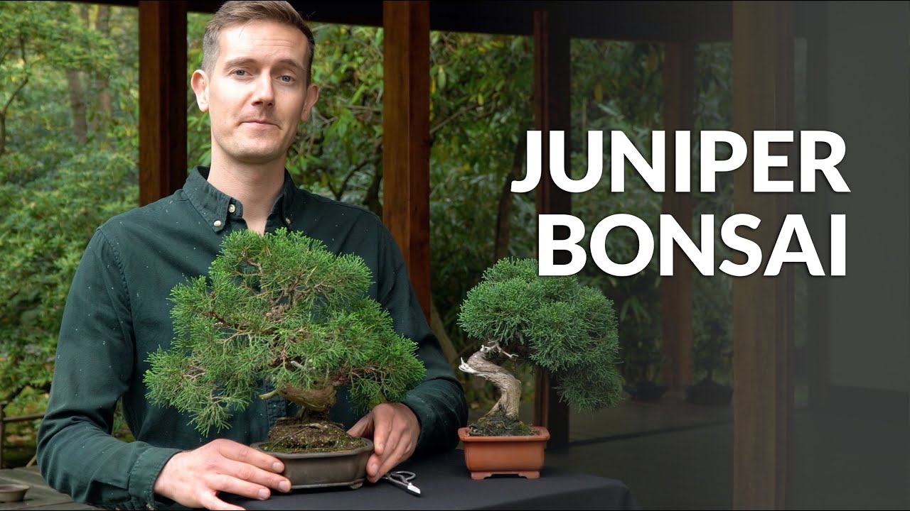 Juniper Bonsai tree care
