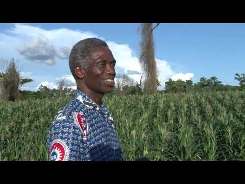 Mazie varieties. CSIR - Crop Research Institute (CRI)