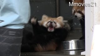 Surprised Baby Red Panda