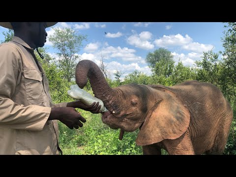 A milk bottle & lots of elephant bonding, as Klaserie & Zindoga babysit Khanyisa 🐘🍼