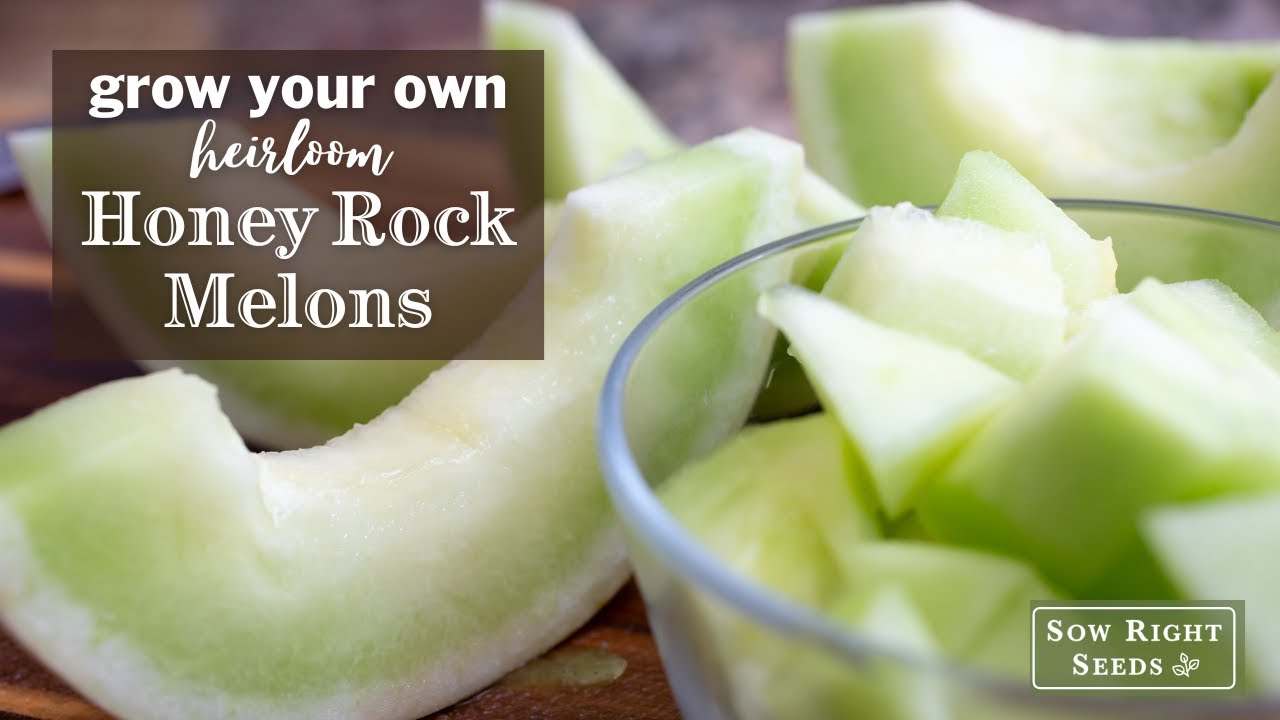Sow Right Seeds | Honey Rock Melons