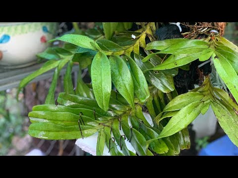 Ghép Hoàn thiện giỏ tbs lá xếp lai châu