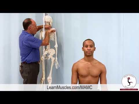 Muscle Anatomy Master Class Pectoralis Minor Muscle Actions