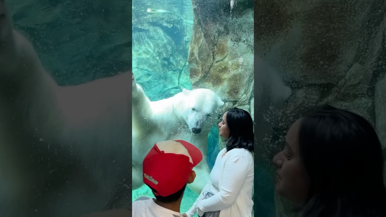 Apex Predator vs River Monster