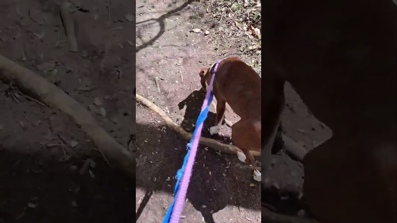 Duster goes on a walk #greensboro #shelterdogs