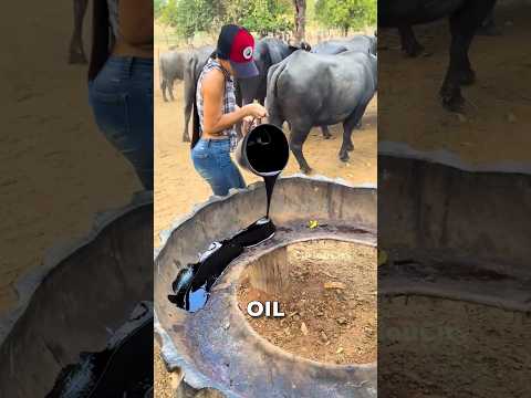 Why Farmers Feed Molasses to Cows