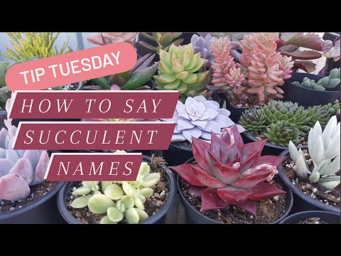 Tip Tuesday: How to Say Succulent Names