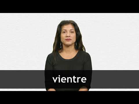 English Translation of “VIENTRE” | Collins Spanish-English Dictionary