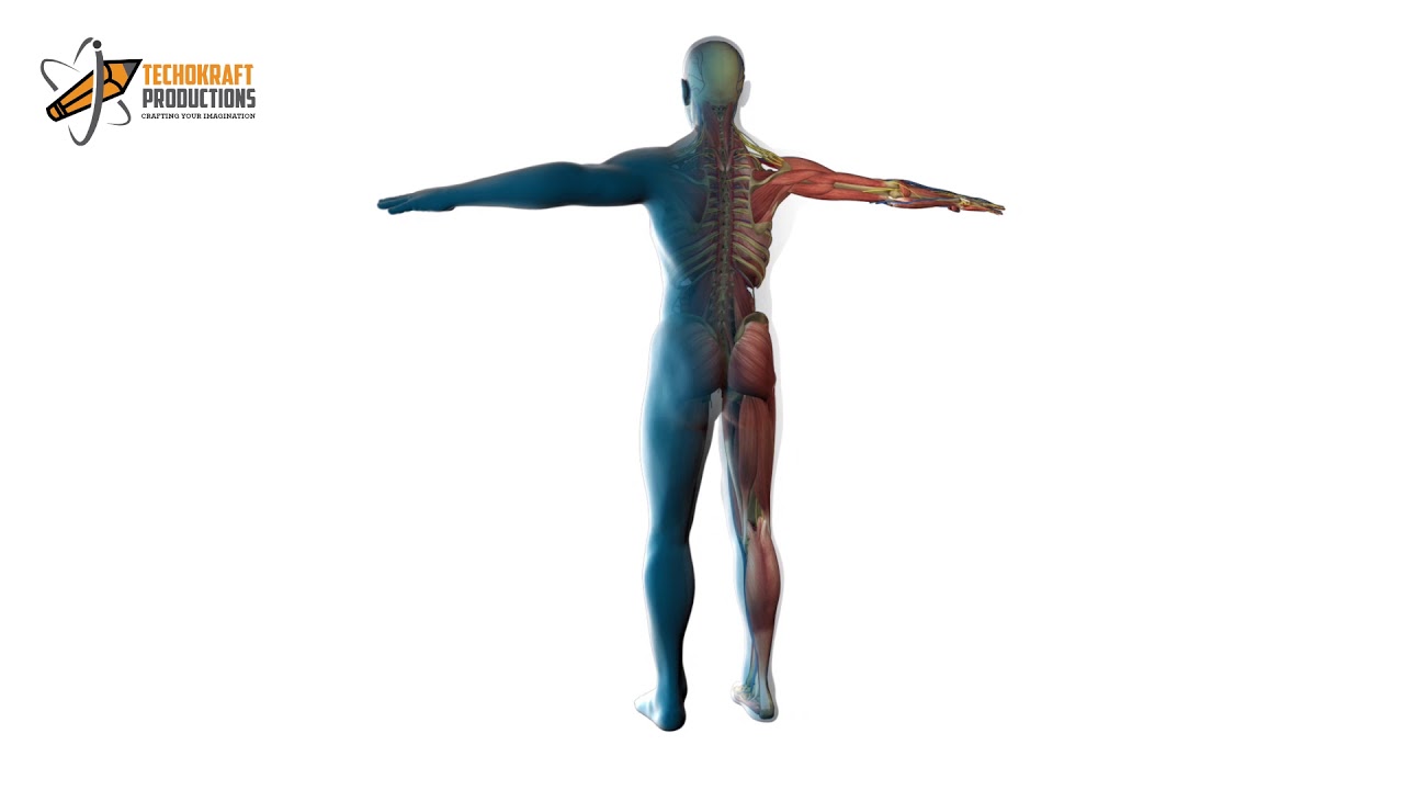 3D human turnaround 05
