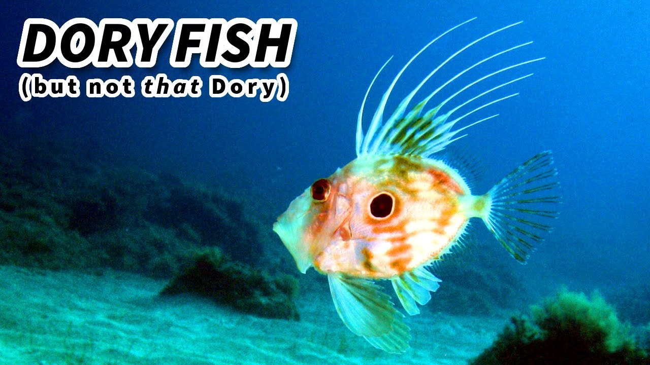 St. (John) Dory Fish Facts: St. Peter's Fish 🐟 Animal Fact Files