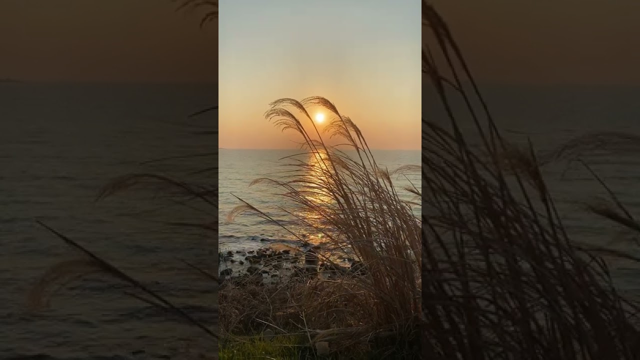 Sunset on Clear Sky over Sea Seen through Rushes