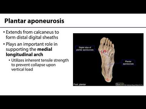Deep Fascia of the Foot - M1 Learning Objectives