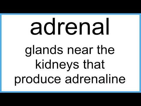 adrenal The New English Dictionary meaning | Vocabulary for Kids | Children's Dictionary