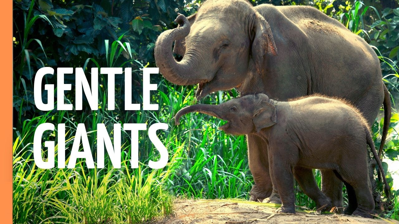 Giants of the Earth: The Majestic World of Elephants | Full Documentary