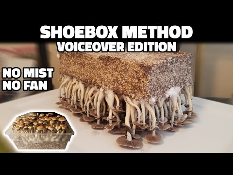 Grow Mushrooms at Home with the Shoebox Tek (Voiceover)