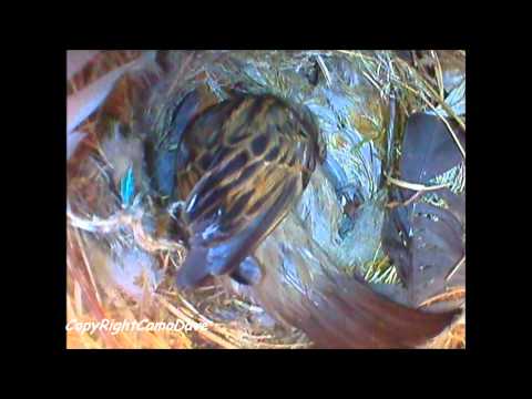 House Sparrow Family from Hatching to Fledging