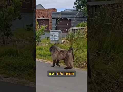 Meet the Chacma Baboon #animals
