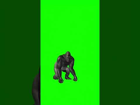 Gorilla royalty Free Green screen