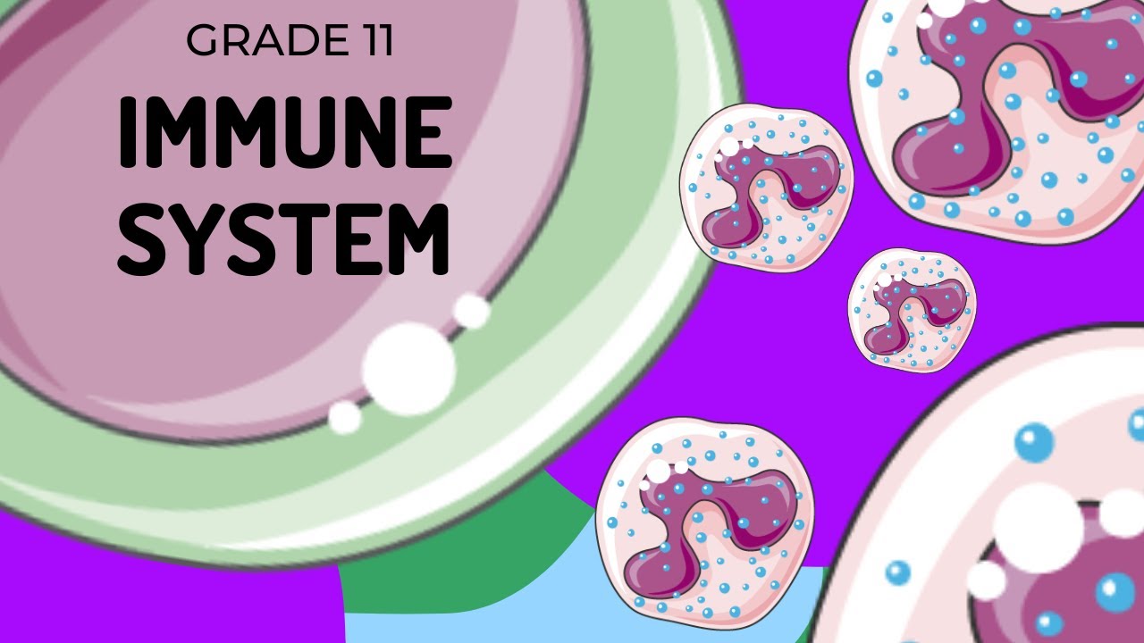 Understanding Immunity: The Body's Defense Mechanisms Explained | Galaxy.ai