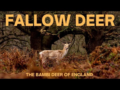Fallow Deer: The facts