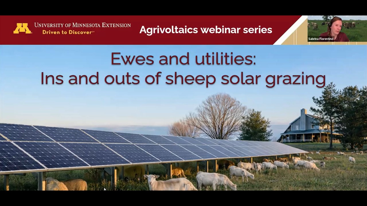 Ewes and utilities: Ins and outs of sheep solar grazing
