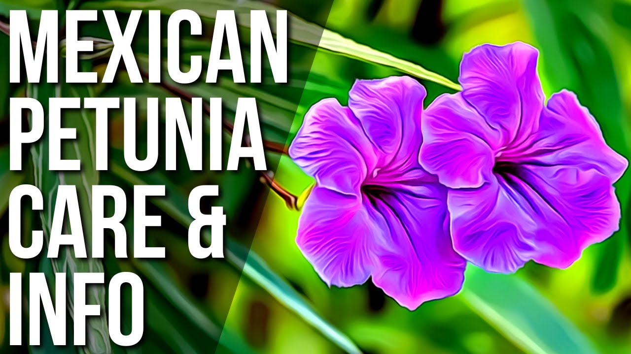 Mexican Petunia Info And Care | How To Grow And Care For Mexican Petunias