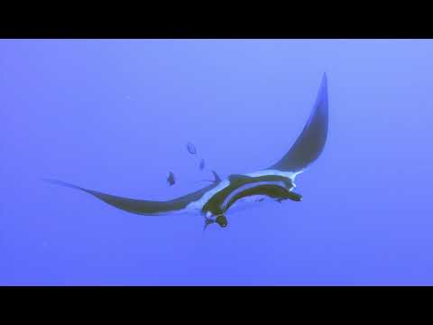 Manta Ray Spirit Animal Symbolism ~ Meaning ~ Interpretation