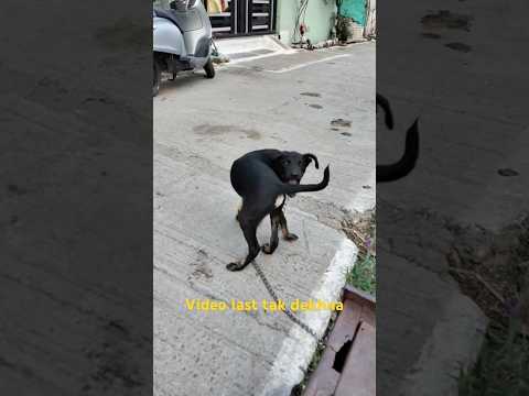 USA Labour dor dog lover accident #labour #trending #funny #shorts #virul #labrador #dogsofinstagram