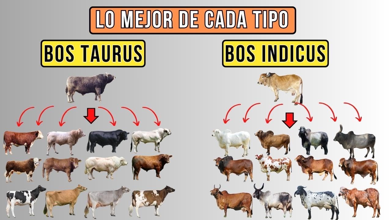 Ganado vacuno: Bos taurus y Bos indicus. Lo mejor de cada especie.