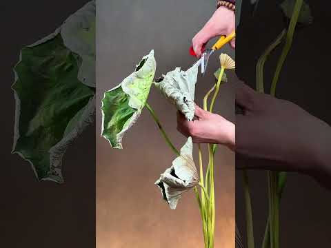 灼灼荷花瑞,亭亭出水中。#flowers #florist