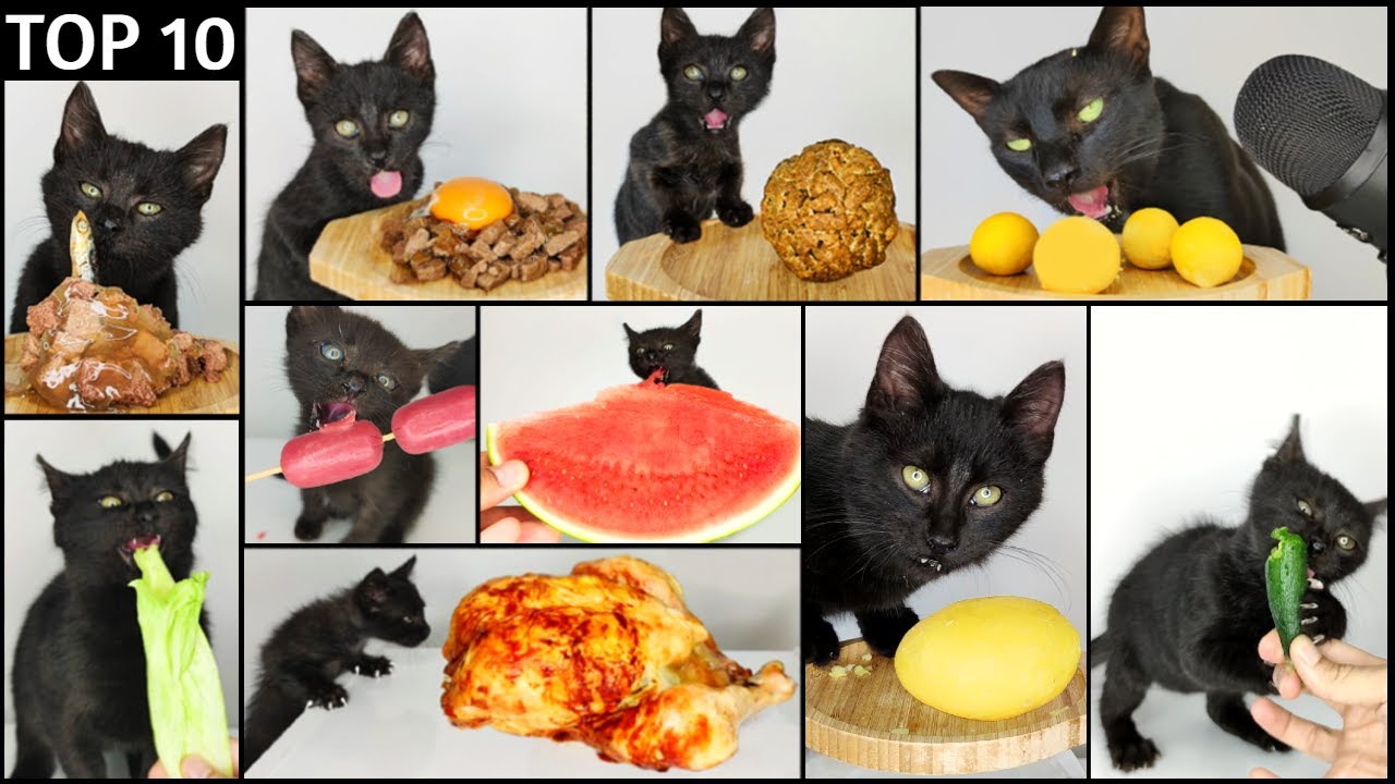 Top 10 Cat ASMR Eating Compilation