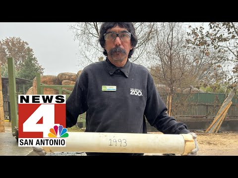 San Antonio Zoo uncovers time capsule, highlighting three decades of evolution