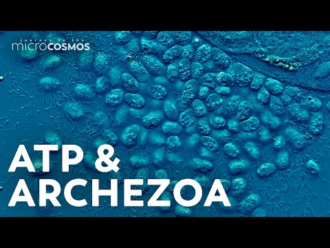 Is the Mitochondria Always the Powerhouse of the Cell?