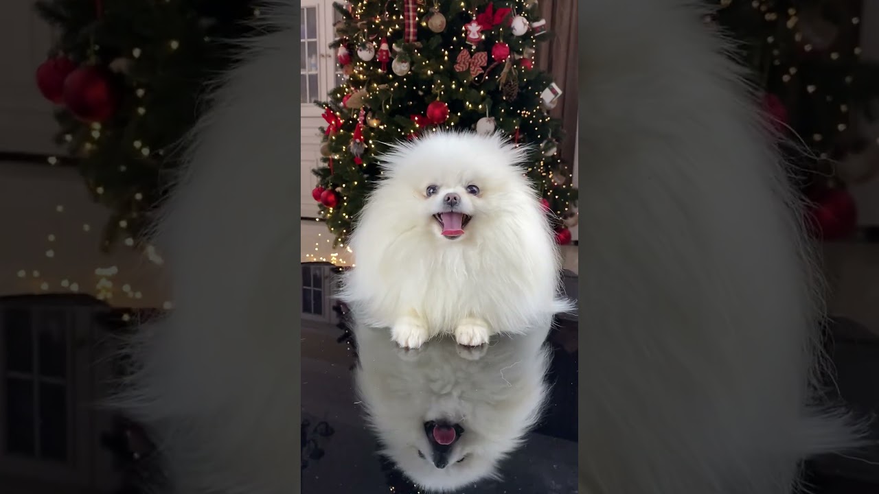 Beautiful Cat #shortsviral #pets #viral #cat #kitty #kitten