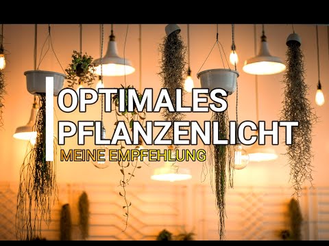 Pflanzenlampe - nur EINE Lampe für VIELE Pflanzen (Pflanzenlicht)