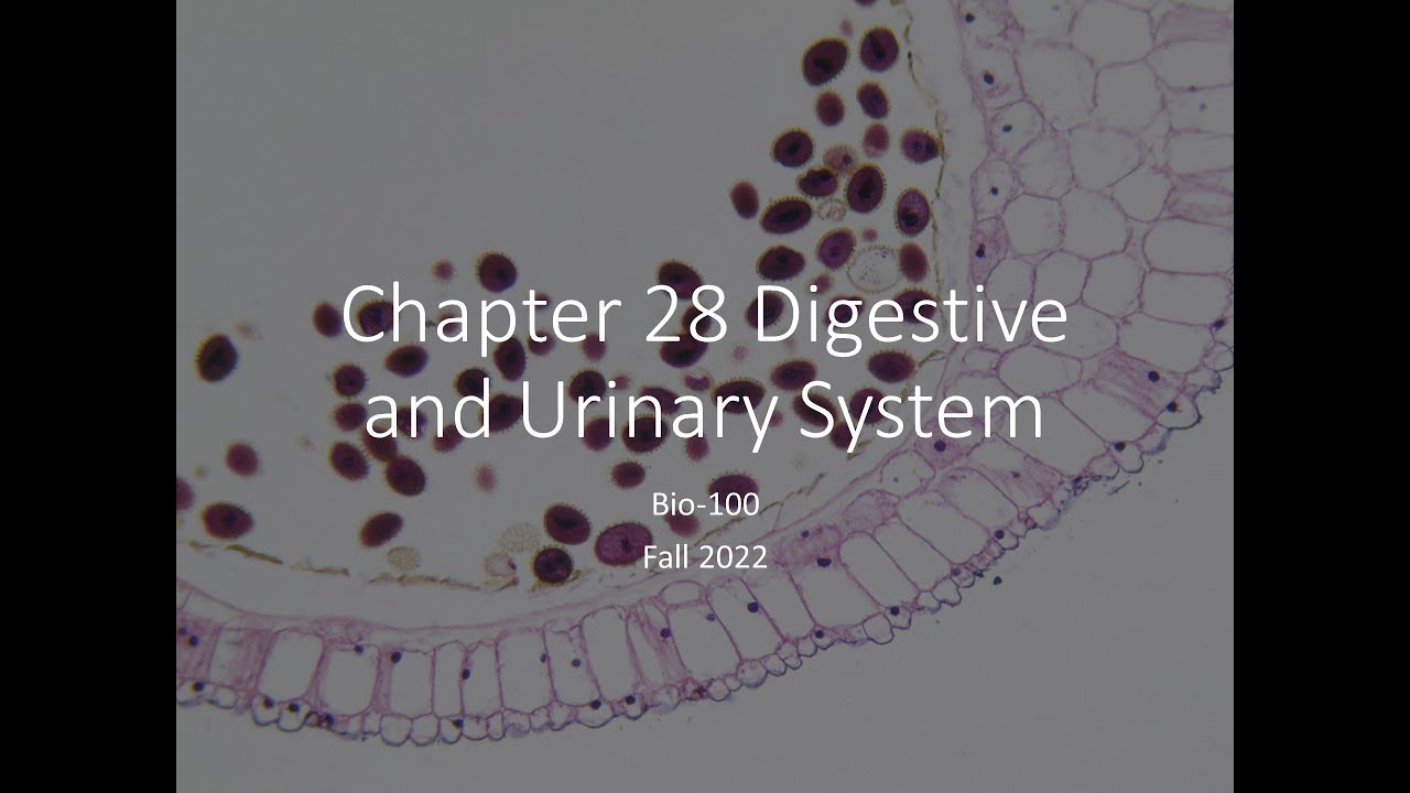 Chapter 28 Digestive and urinary system Teaching recording part I pptx