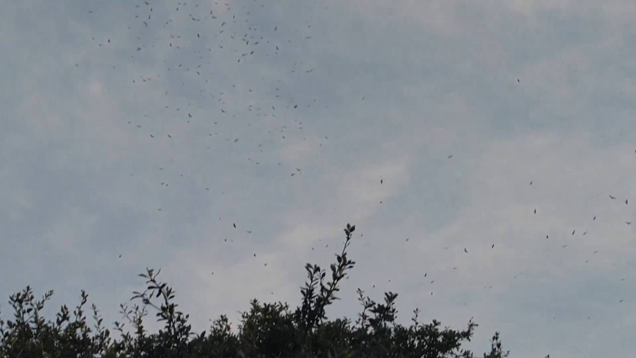 Hawk migration 2016