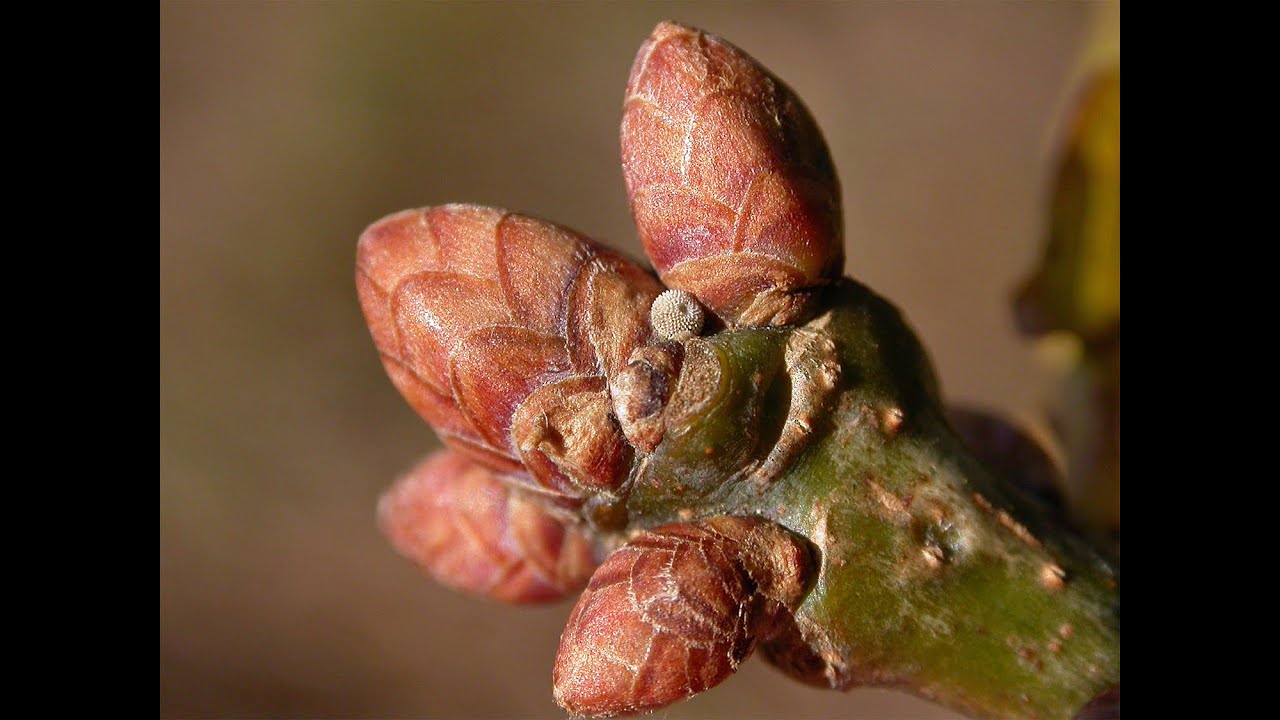 Looking for eggs of the Purple Hairstreak butterfly
