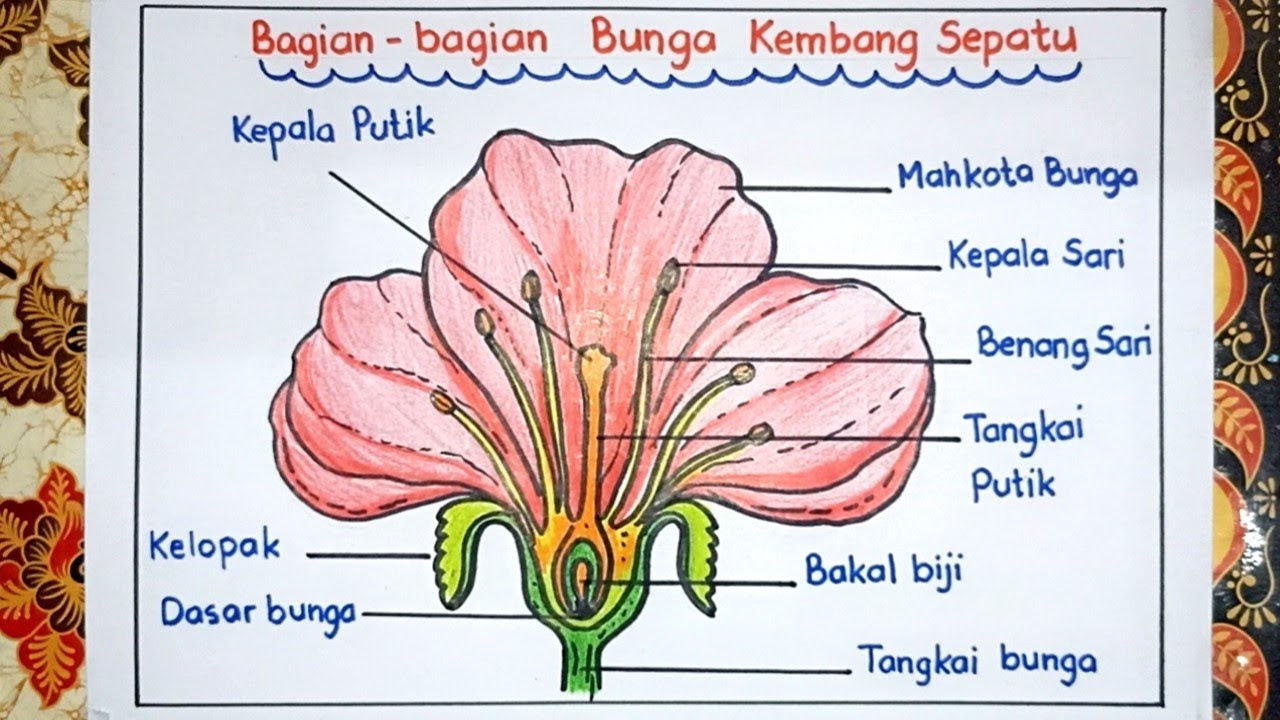 Cara Menggambar Bunga Kembang Sepatu dan bagian-bagiannya - Bunga Kembang Sepatu