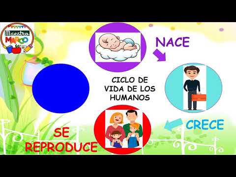 TOMi.digital - Ciclo de vida de los seres vivos