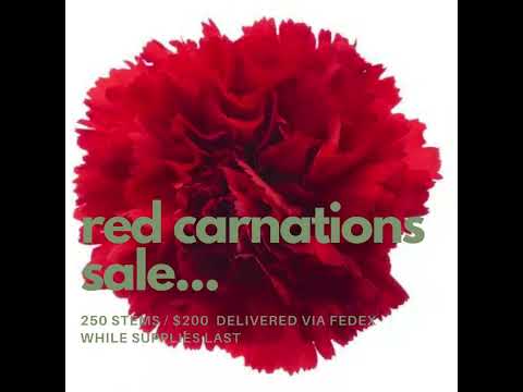 freedom red roses
