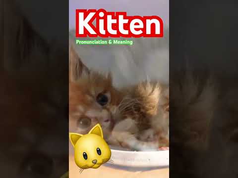 π± Kitten Pronunciation & Meaning πββ¬ What is a Young Cat Called? Kitten Definition #kitten #cats