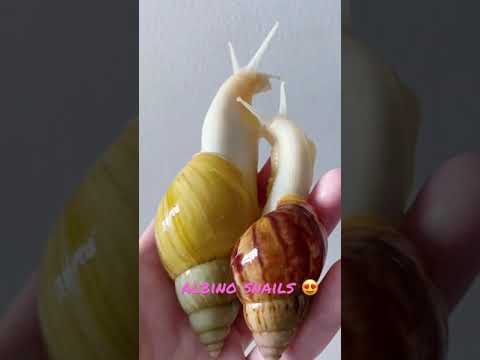 Cute Albino Snails 😍