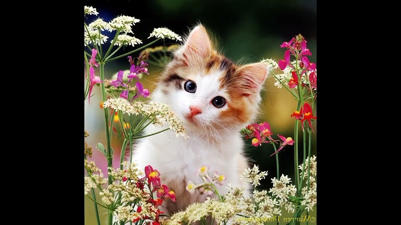 25 cute kitten wallpaper||cute cat||cats beautiful wallpaper |||