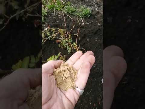 How to plant a climbing rose #growing #gardening