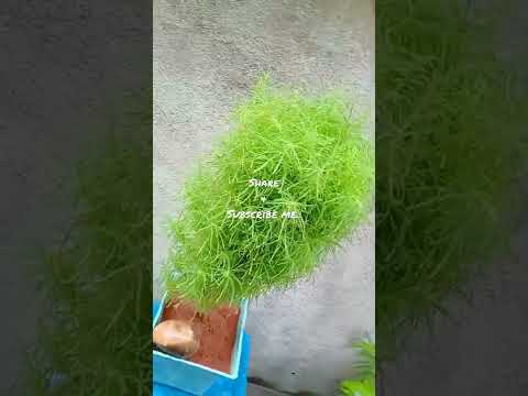 Summer cypress (Kochia scoparia). This Plant 🌵🌵 is also known as burning bush