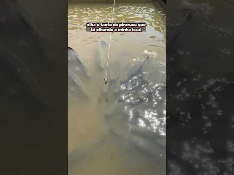 PESQUEI O PEIXE MAIS FORTE DO MUNDO! (PIRARUCU) #shorts