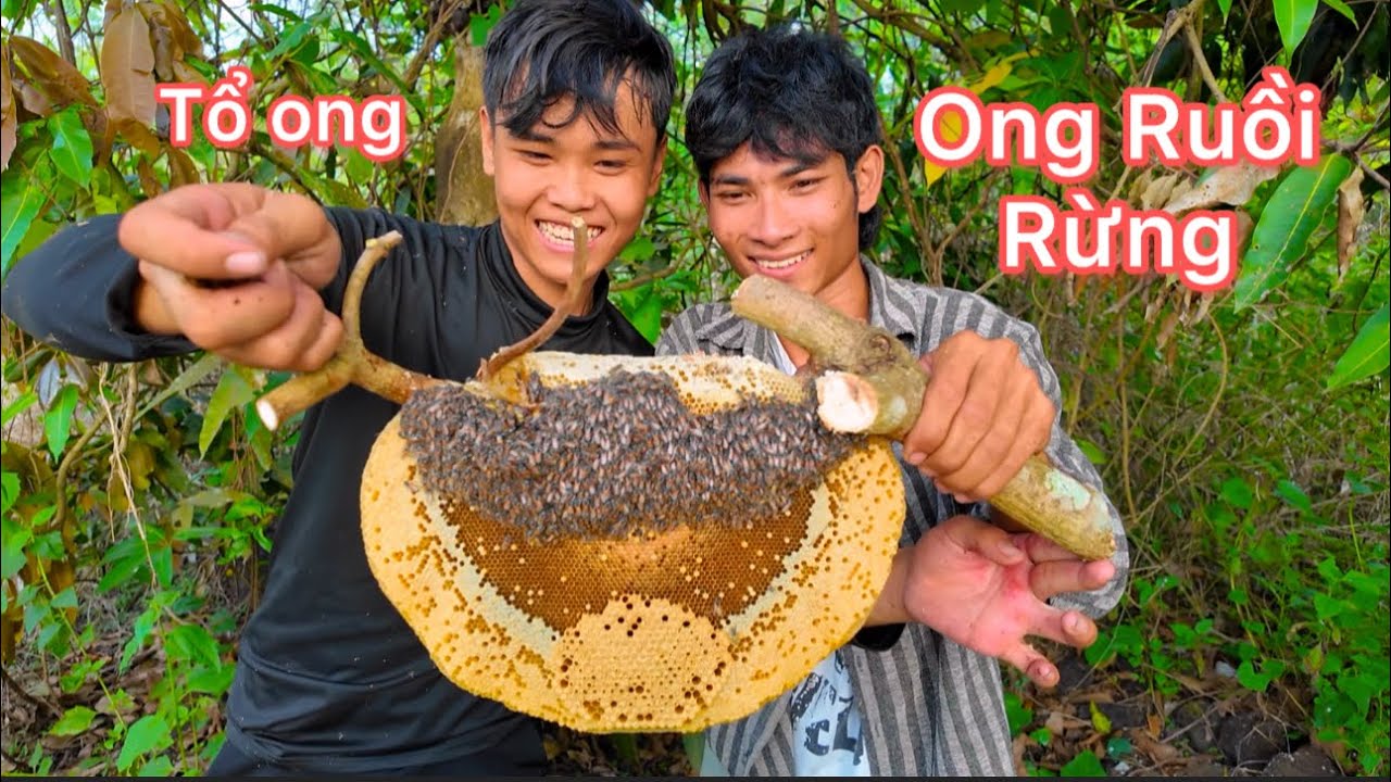 Một Ngày Đi Tìm Ong Ruồi / Dân Phát Hiện Tổ Ong Ruồi To 